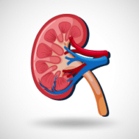 Pyélonéphrite : causes et traitements de l'infection du rein